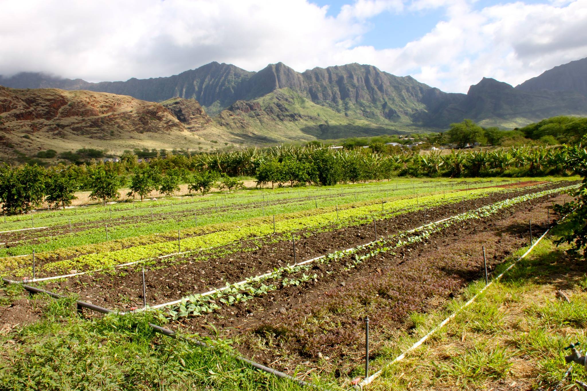 MAʻO Organic Farms | Destination Native America