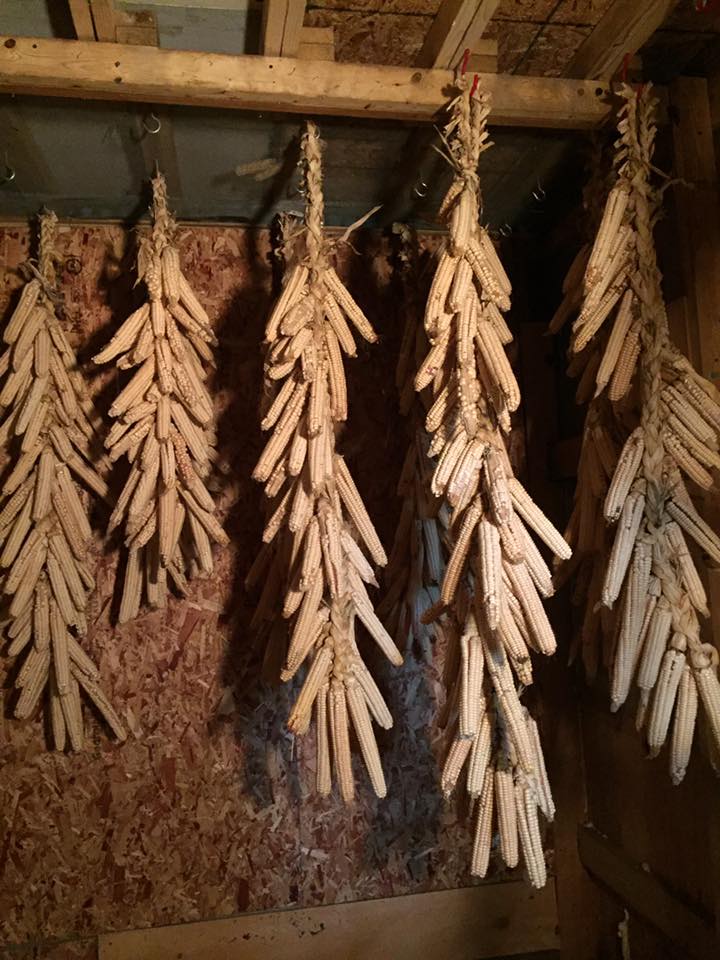 The Iroquois White Corn Project | NativeAmerica.travel