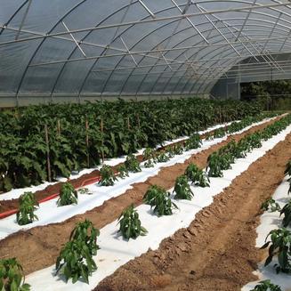 Choctaw Fresh Produce | NativeAmerica.travel