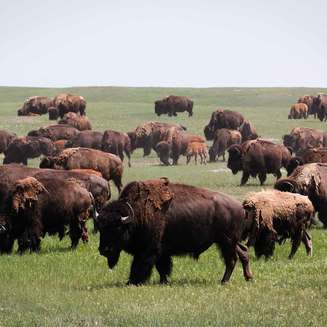 Shawnee Tribe | NativeAmerica.travel